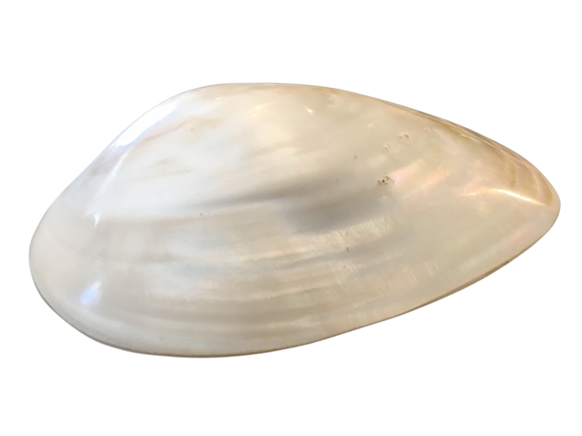 polished clam shells #4 – Wallpaper Your World