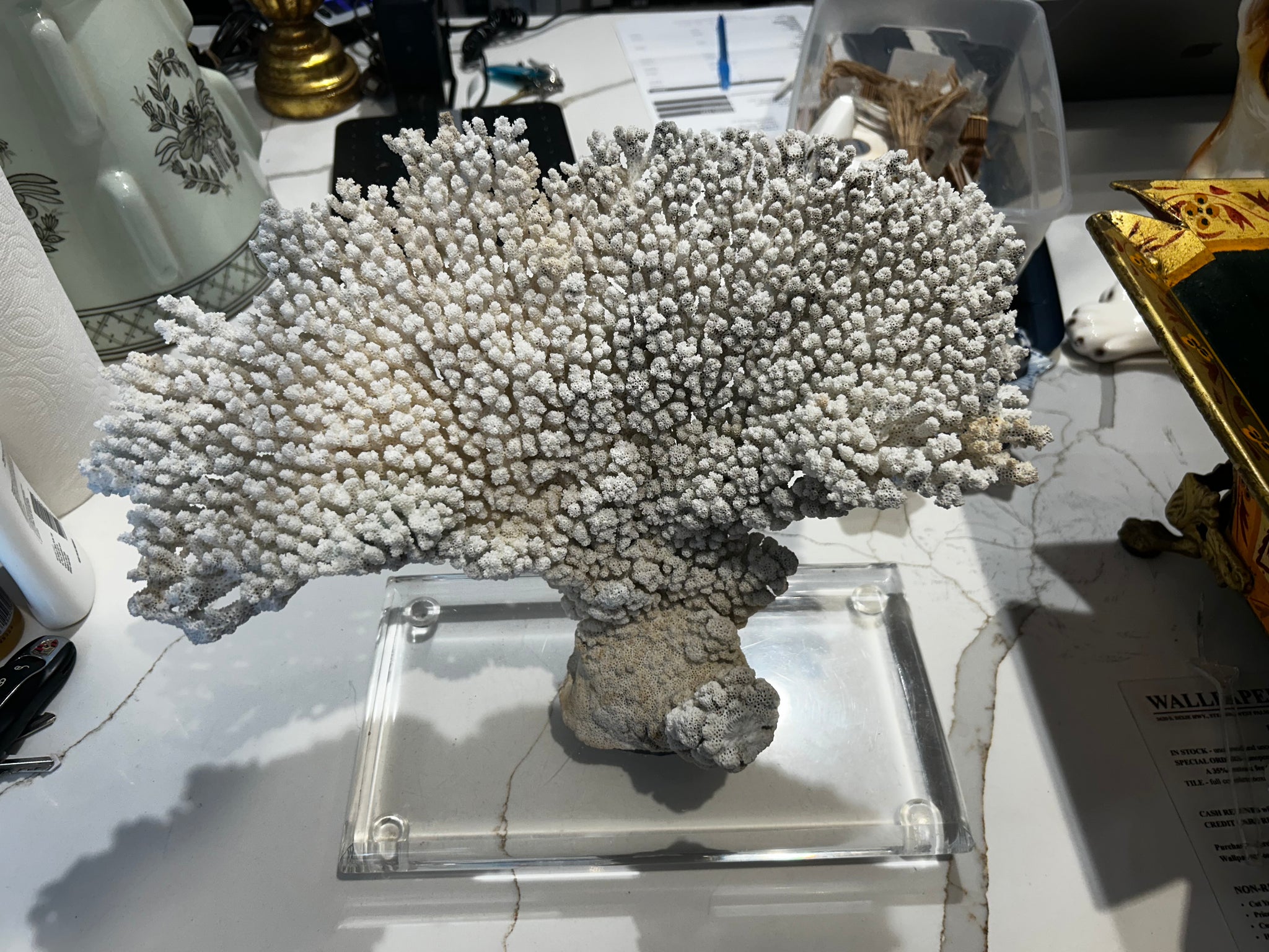 natural coral on acrylic base – Wallpaper Your World