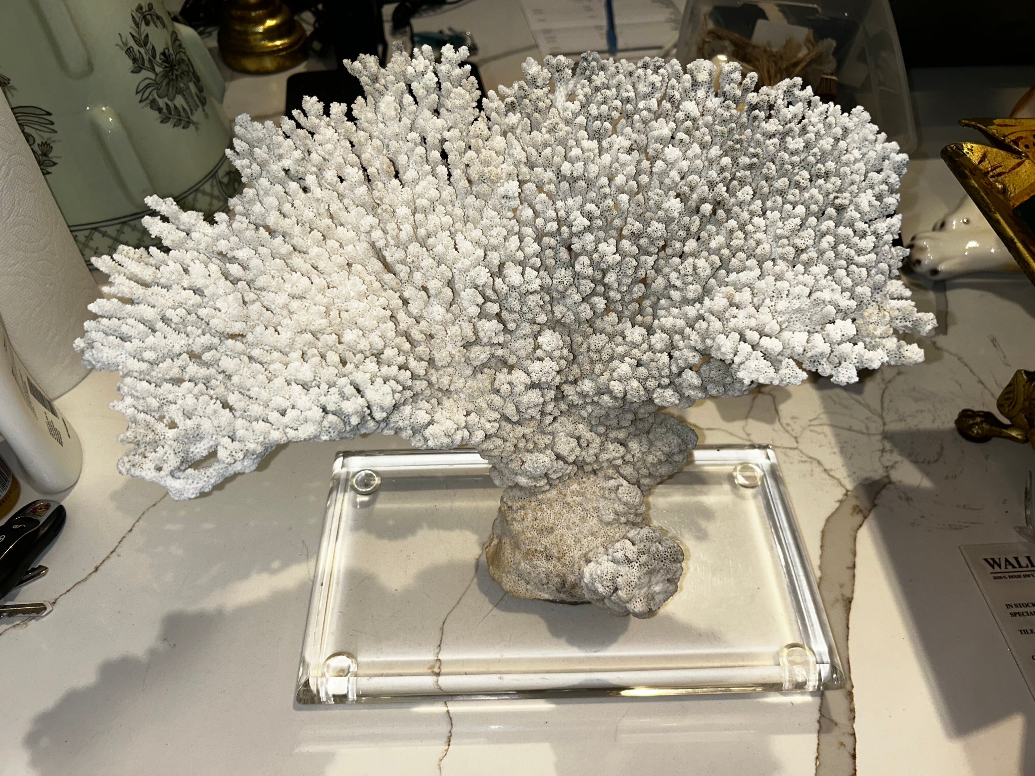 natural coral on acrylic base – Wallpaper Your World